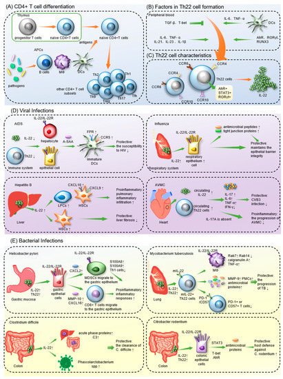 Current Knowledge of Th22 Cell and IL-22 Functions in Infectious Diseases