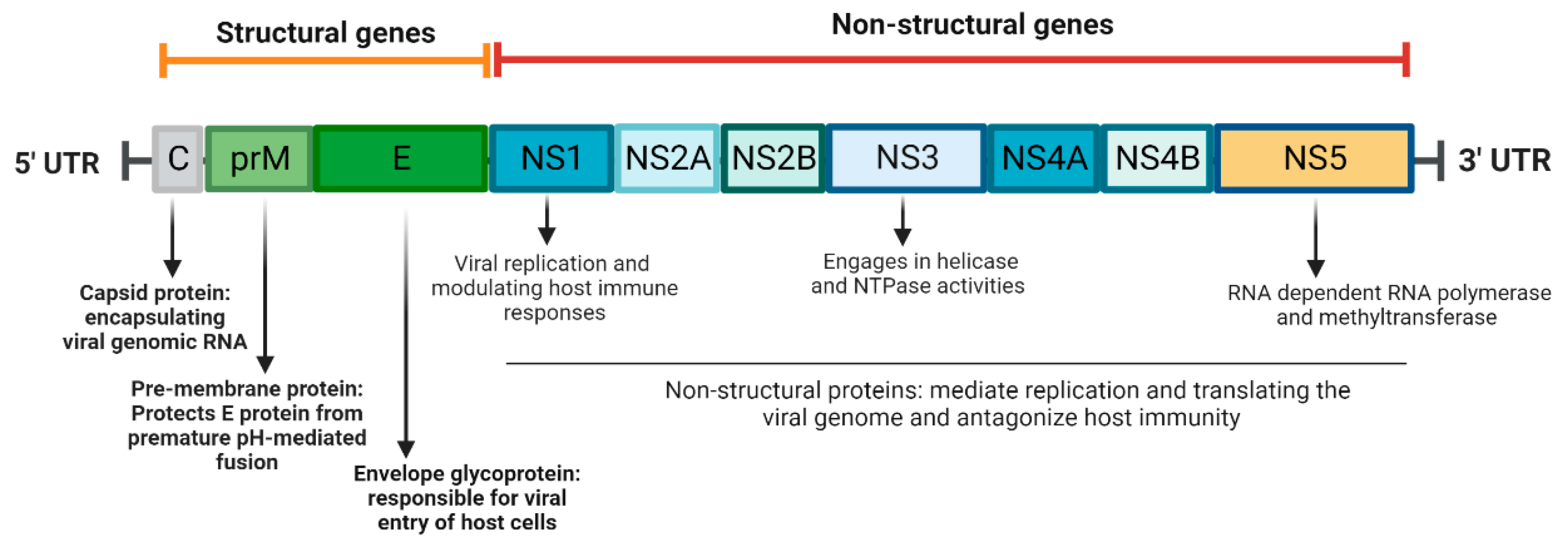 Rational Development of Live-Attenuated Zika Virus Vaccines