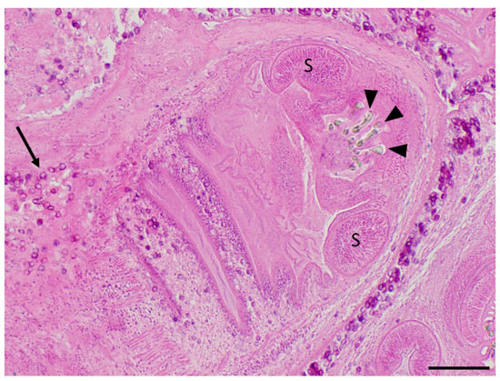 Taenia crassiceps Cysticercosis in a Wild Muskrat and a Domestic Dog in ...