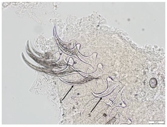 Taenia crassiceps Cysticercosis in a Wild Muskrat and a Domestic Dog in ...
