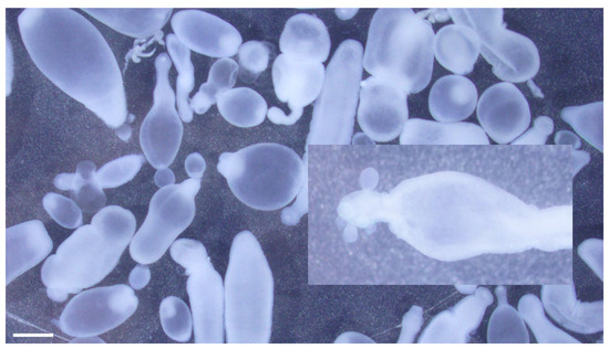 Taenia crassiceps Cysticercosis in a Wild Muskrat and a Domestic Dog in ...