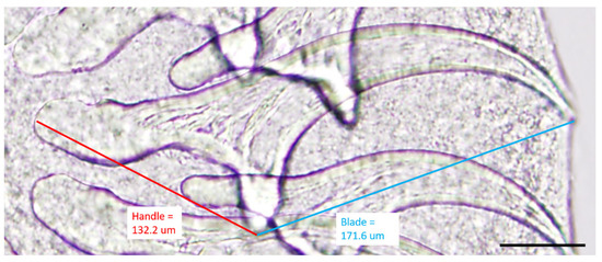Taenia crassiceps Cysticercosis in a Wild Muskrat and a Domestic Dog in ...