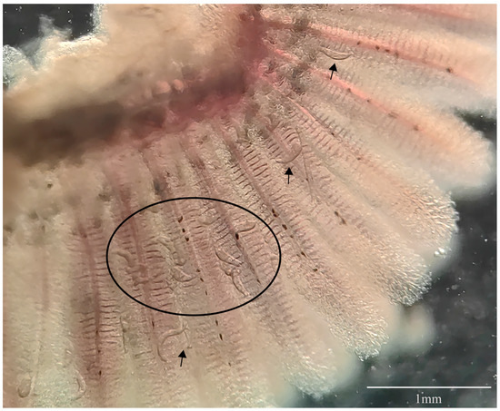Morphological and Molecular Identification of Dactylogyrus gobiocypris ...