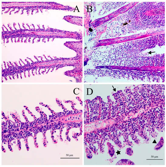 Pathogens | Free Full-Text | Morphological and Molecular Identification ...