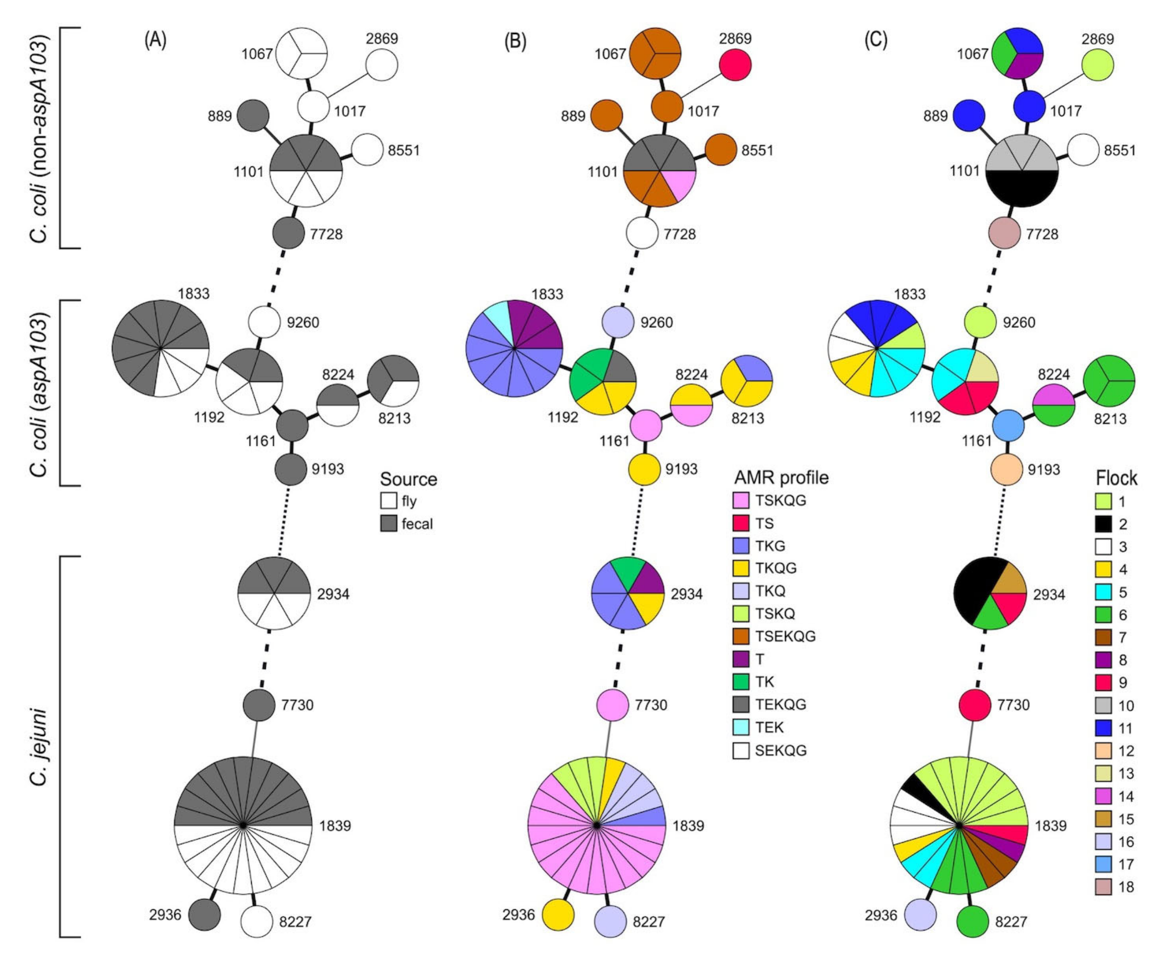 Pathogens | Free Full-Text | Campylobacter jejuni and Campylobacter ...