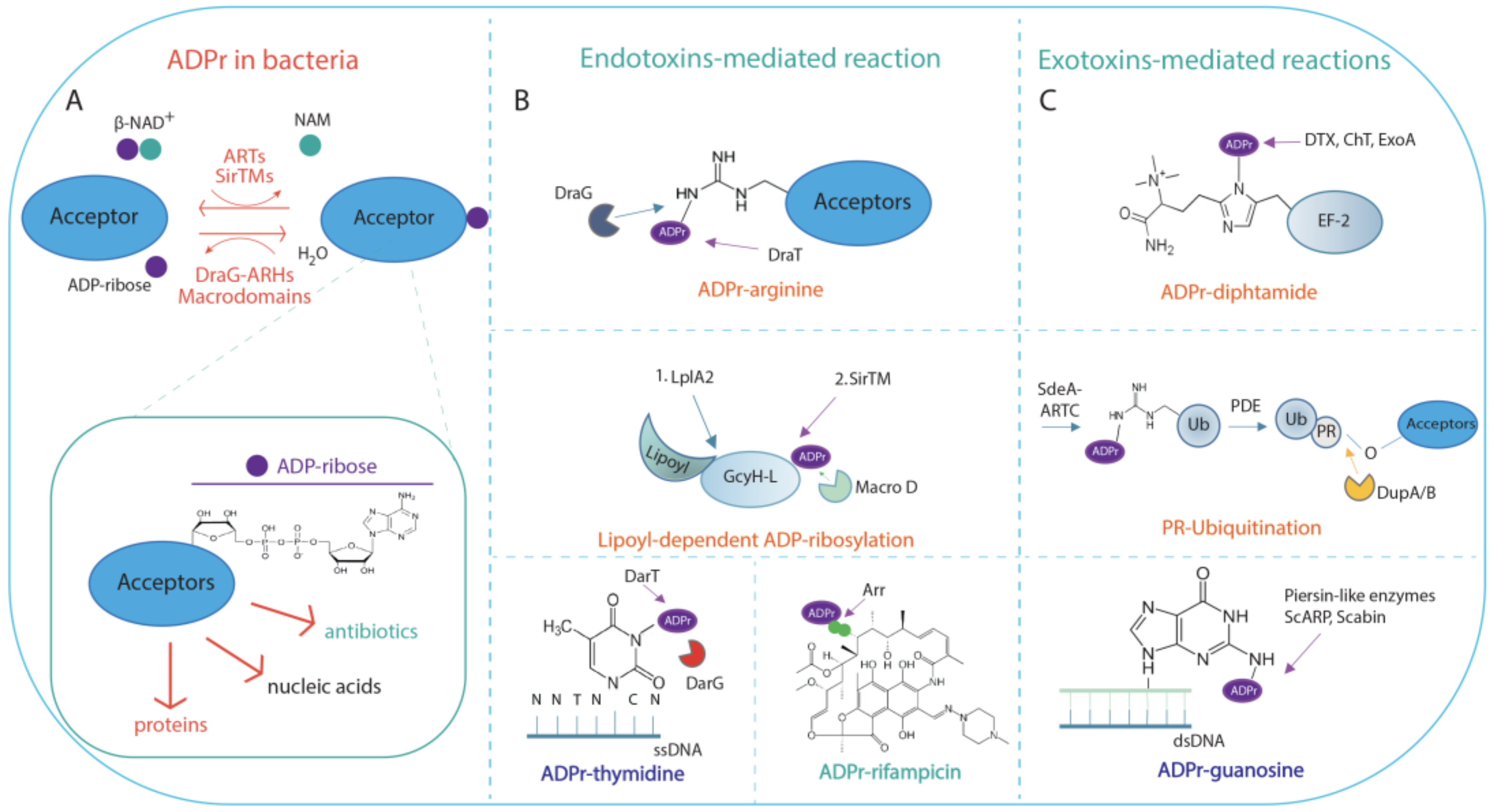The DarT/DarG Toxin–Antitoxin ADP-Ribosylation System as a Novel Target ...