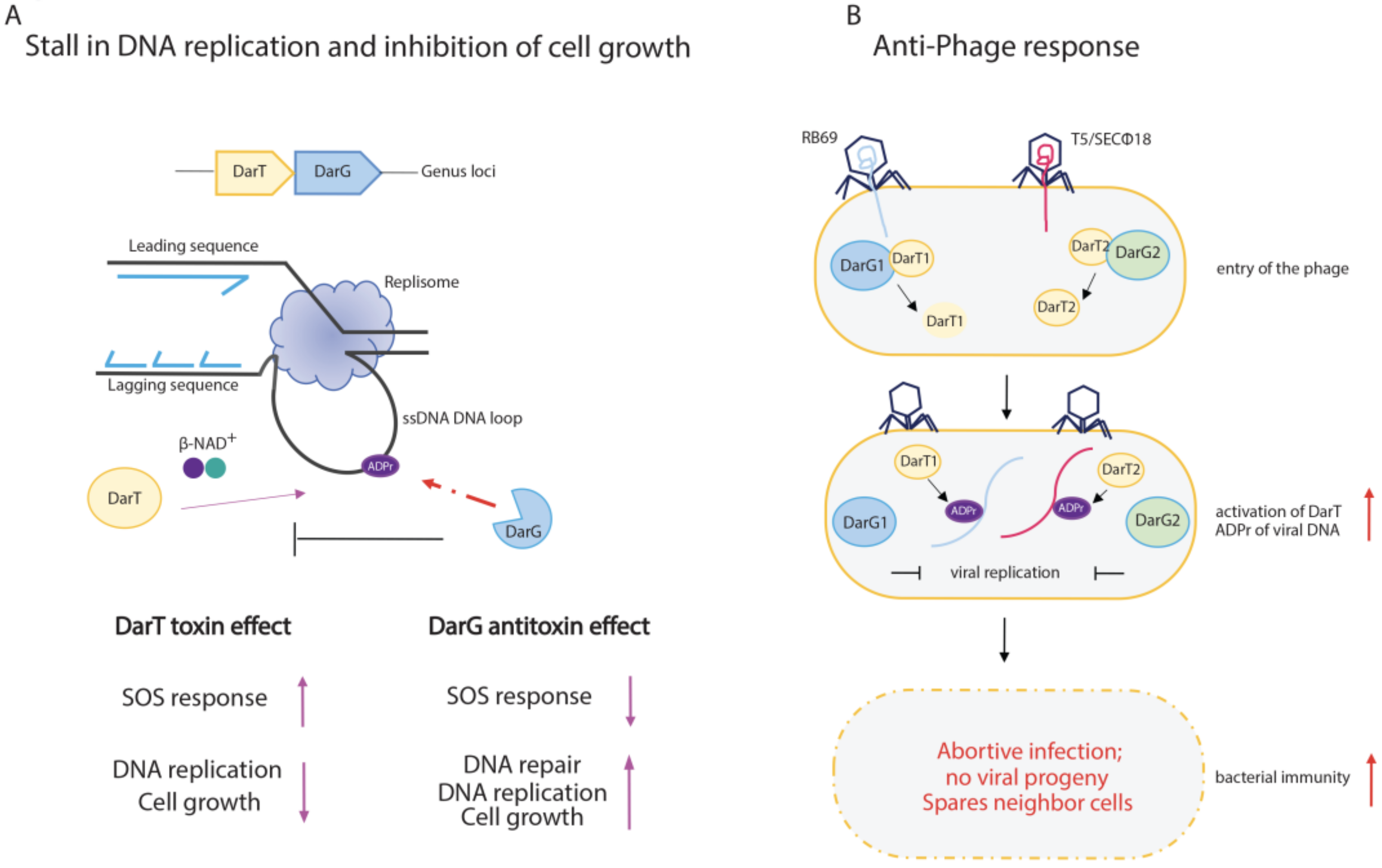 The DarT/DarG Toxin–Antitoxin ADP-Ribosylation System as a Novel Target ...