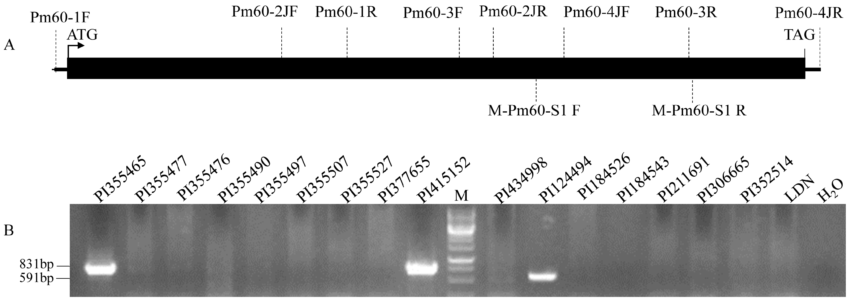 Haplotype Analysis Sheds Light on the Genetic Evolution of the Powdery Mildew Resistance Locus ...
