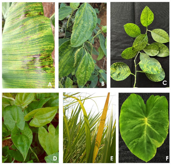 Emerging and Re-Emerging Diseases Caused by Badnaviruses
