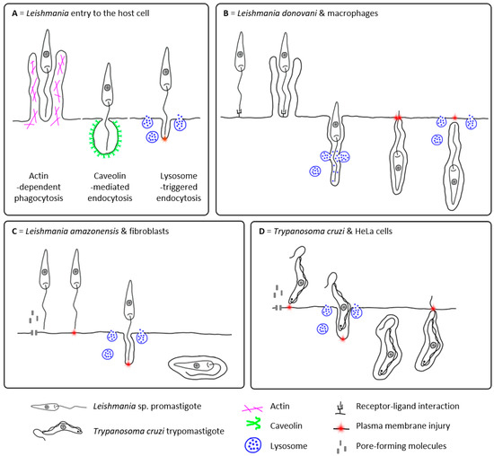 Unrevealing the Mystery of Latent Leishmaniasis: What Cells Can Host ...