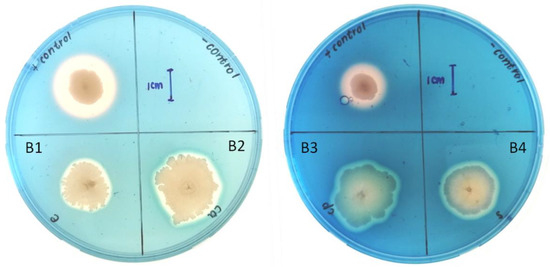 Biocontrol Potential of Bacillus subtilis and Bacillus tequilensis ...