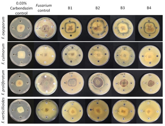 Biocontrol Potential of Bacillus subtilis and Bacillus tequilensis ...