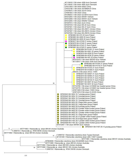 Molecular Detection and Phylogenetic Analysis of Riemerella ...