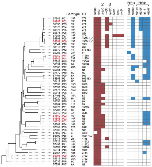 Genomic Epidemiology of Streptococcus pneumoniae Isolated in a Tertiary ...
