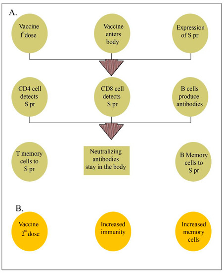 The Role of Immunity in the Pathogenesis of SARS-CoV-2 Infection and in ...