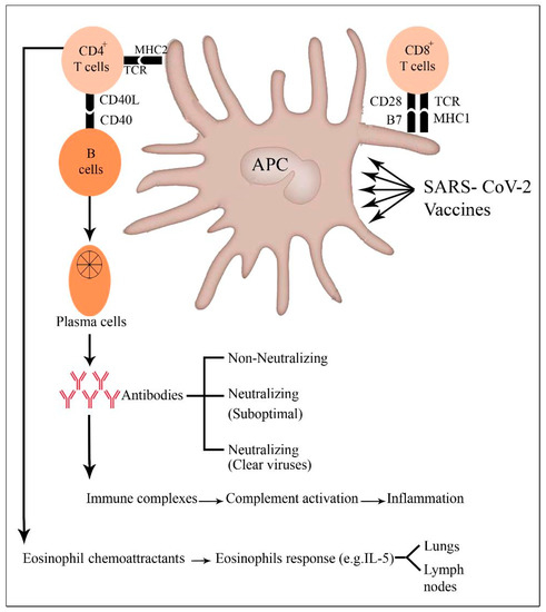 The Role of Immunity in the Pathogenesis of SARS-CoV-2 Infection and in ...