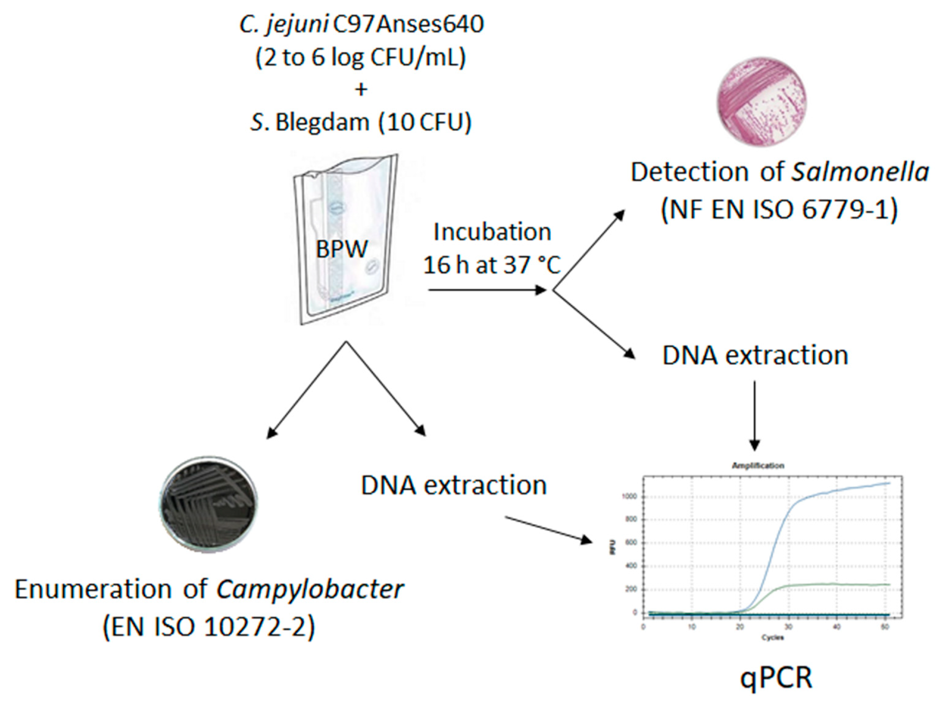 Simultaneous Detection of Salmonella spp. and Quantification of Campylobacter spp. in a Real ...