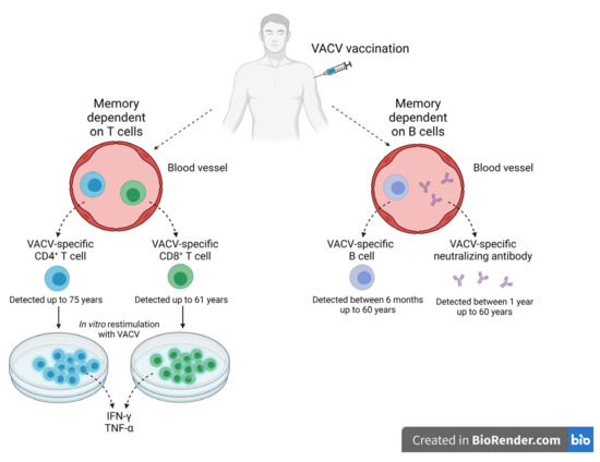 Orthopoxvirus Zoonoses—Do We Still Remember and Are Ready to Fight?