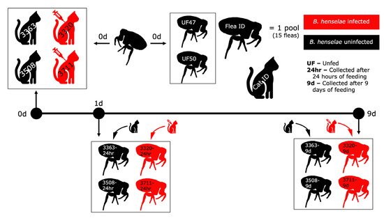 Feeding on a Bartonella henselae Infected Host Triggers Temporary ...
