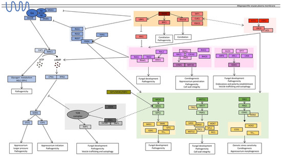 Pathogens | Free Full-Text | The Devastating Rice Blast Airborne ...
