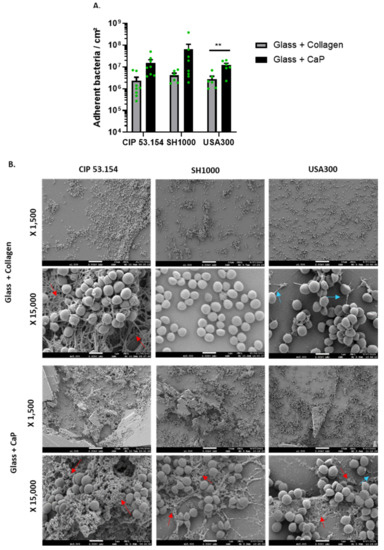 Staphylococcus aureus Behavior on Artificial Surfaces Mimicking Bone ...