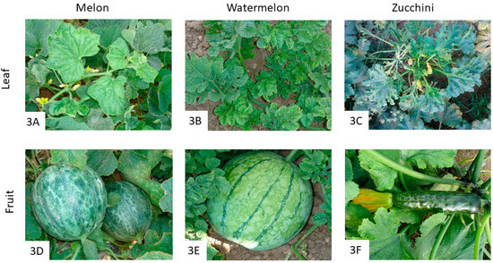Occurrence, Distribution, and Management of Aphid-Transmitted Viruses ...
