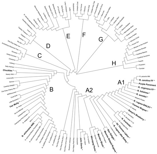 Pathogens | Free Full-Text | Field Resistance to Rose Rosette Disease ...