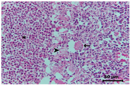 Outbreak of Pathogenic Streptococcus equi subsp. zooepidemicus in ...
