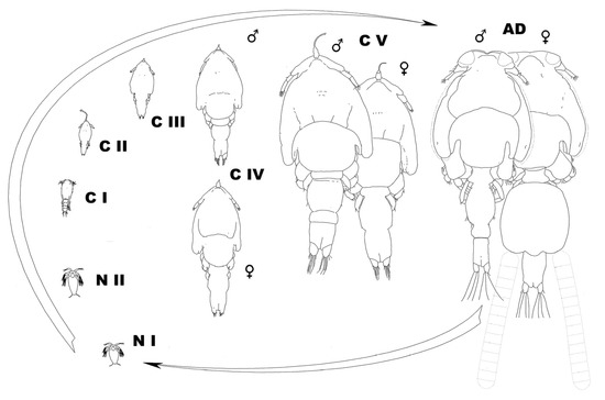 Pathogens | Free Full-Text | Are We Ready to Get Rid of the Terms ...
