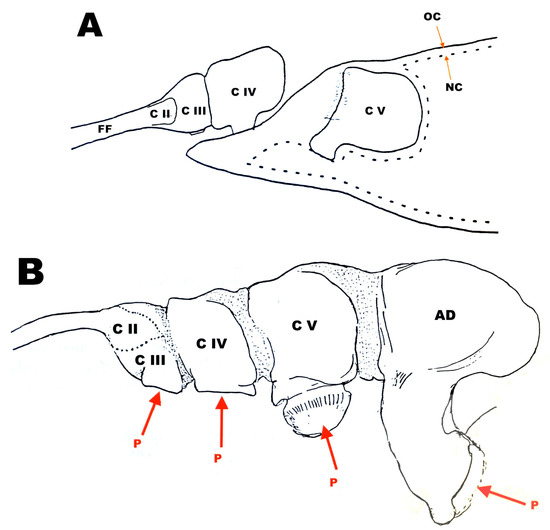 Are We Ready to Get Rid of the Terms “Chalimus” and ”Preadult” in the ...