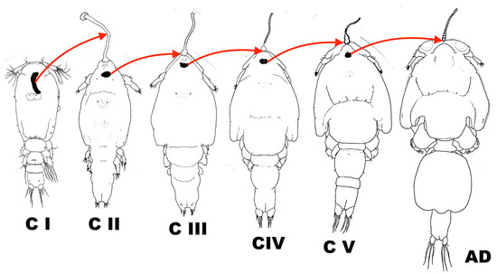Are We Ready to Get Rid of the Terms “Chalimus” and ”Preadult” in the ...