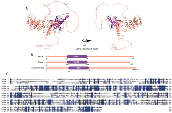 Behind Base J: The Roles of JBP1 and JBP2 on Trypanosomatids