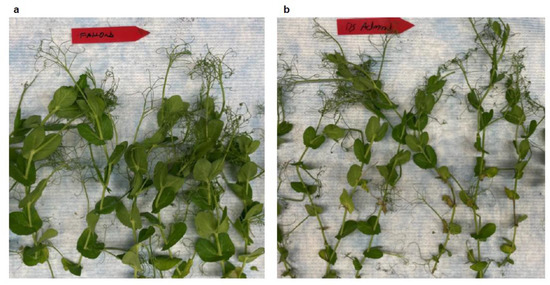 Optimized High Throughput Ascochyta Blight Screening Protocols and ...