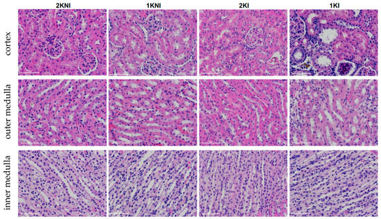 Novel Experimental Mouse Model to Study Malaria-Associated Acute Kidney ...