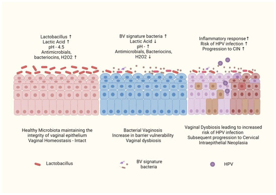 Human Papilloma Virus: An Unraveled Enigma of Universal Burden of Malignancies