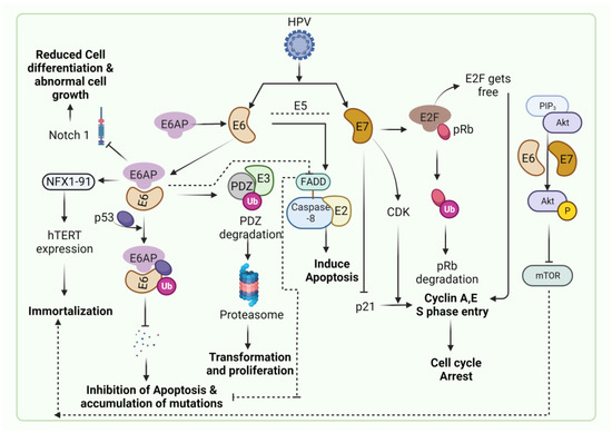 Human Papilloma Virus: An Unraveled Enigma of Universal Burden of ...