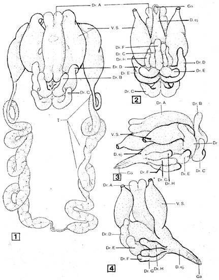 Mating, Sperm Transfer and Oviposition in Soft Ticks (Acari: Argasidae ...