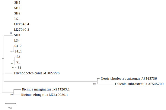 Back from Exile? First Records of Chewing Lice (Lutridia exilis ...