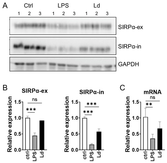 Pathogens | Free Full-Text | Leishmania Infection-Induced Proteolytic ...