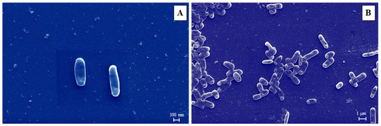 Aeromonas veronii Is a Lethal Pathogen Isolated from Gut of Infected ...