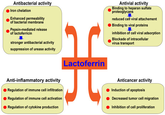 Antimicrobial Effects of Lactoferrin against Helicobacter pylori Infection