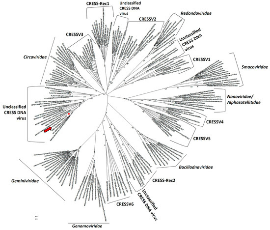 First Report on Detection and Complete Genomic Analysis of a Novel ...