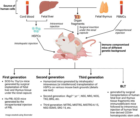 Pathogens | Free Full-Text | The Humanized Mouse Model: What Added ...