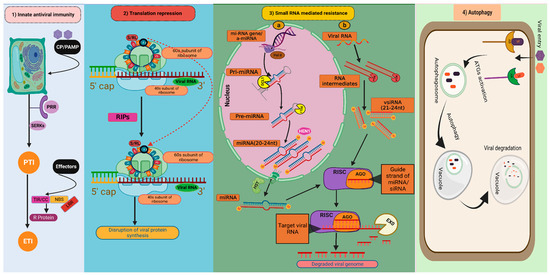 Natural and Engineered Resistance Mechanisms in Plants against Phytoviruses