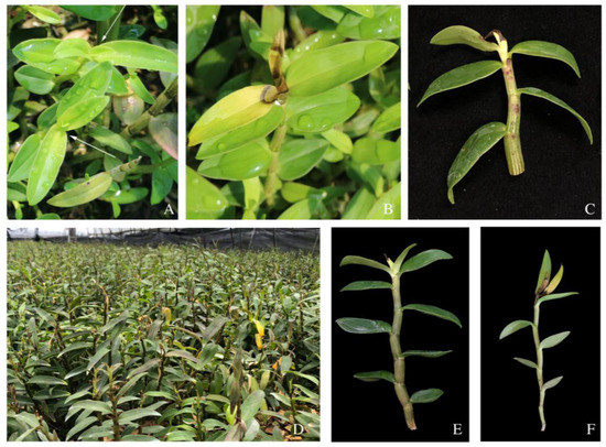 Characterization and Control of Dendrobium officinale Bud Blight Disease
