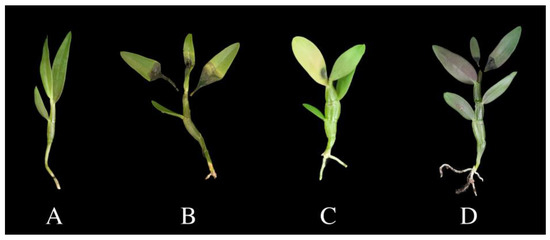 Characterization and Control of Dendrobium officinale Bud Blight Disease
