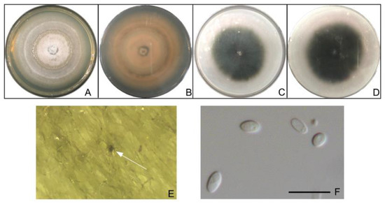 Characterization and Control of Dendrobium officinale Bud Blight Disease
