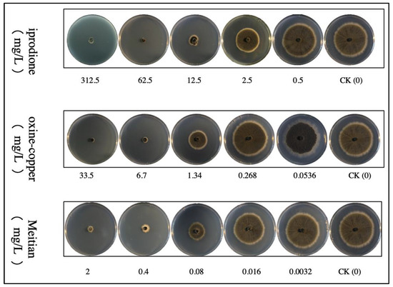 Characterization and Control of Dendrobium officinale Bud Blight Disease