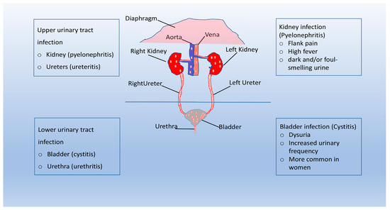 Urinary Tract Infections: The Current Scenario and Future Prospects