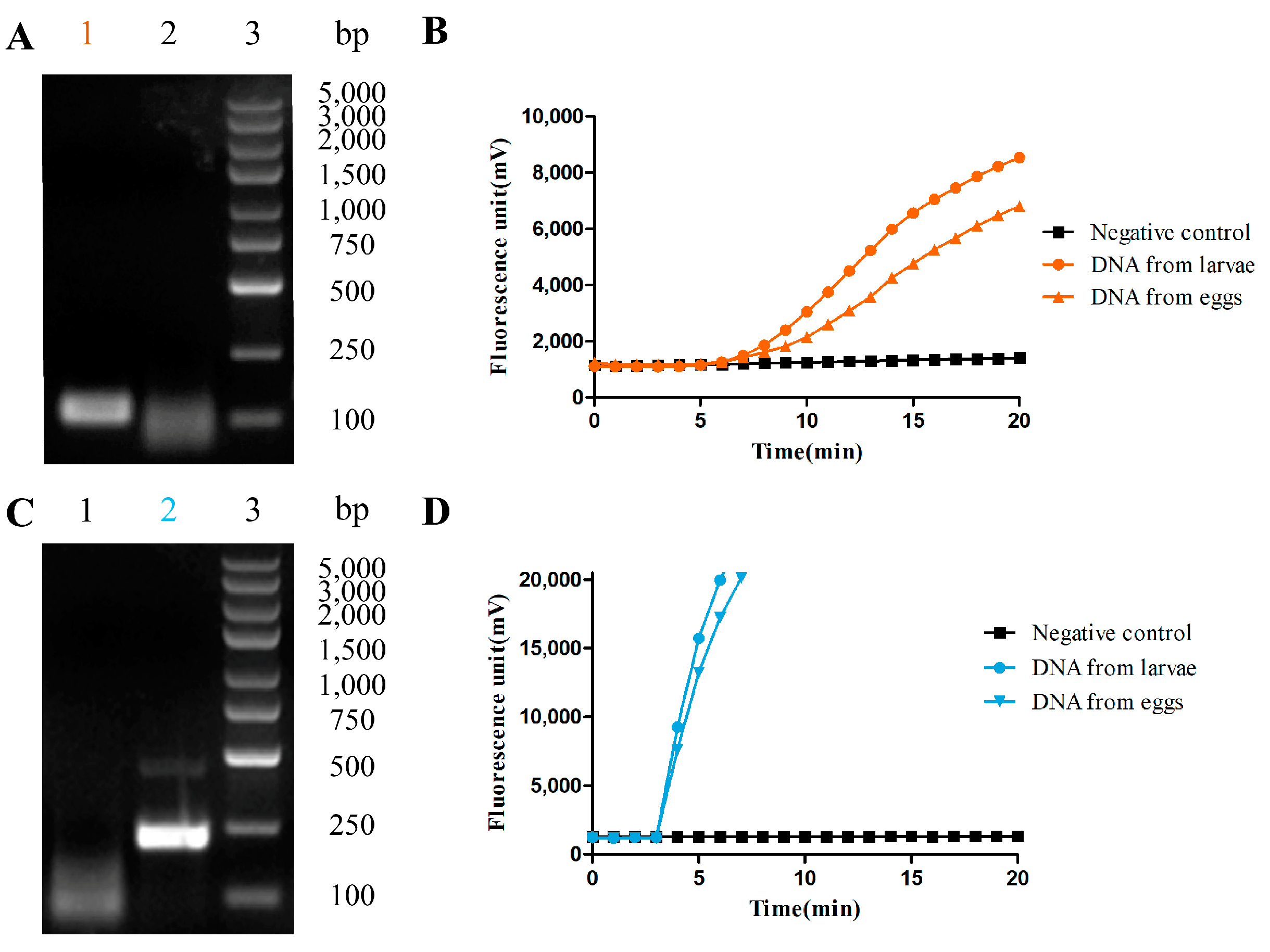 Establishment of a Simple and Rapid Nucleic Acid Detection Method for ...